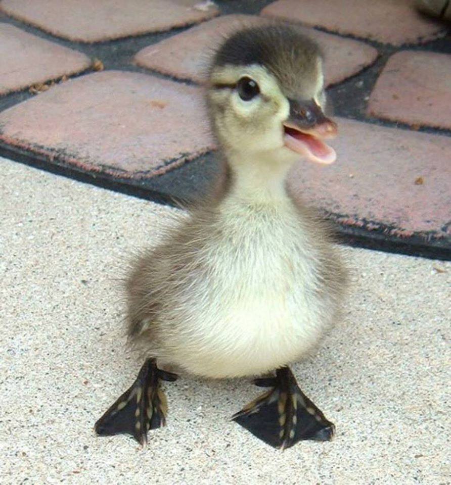 21 Fotos de animales bebes que te encantarán 21 Fotos de animales bebes que te encantarán