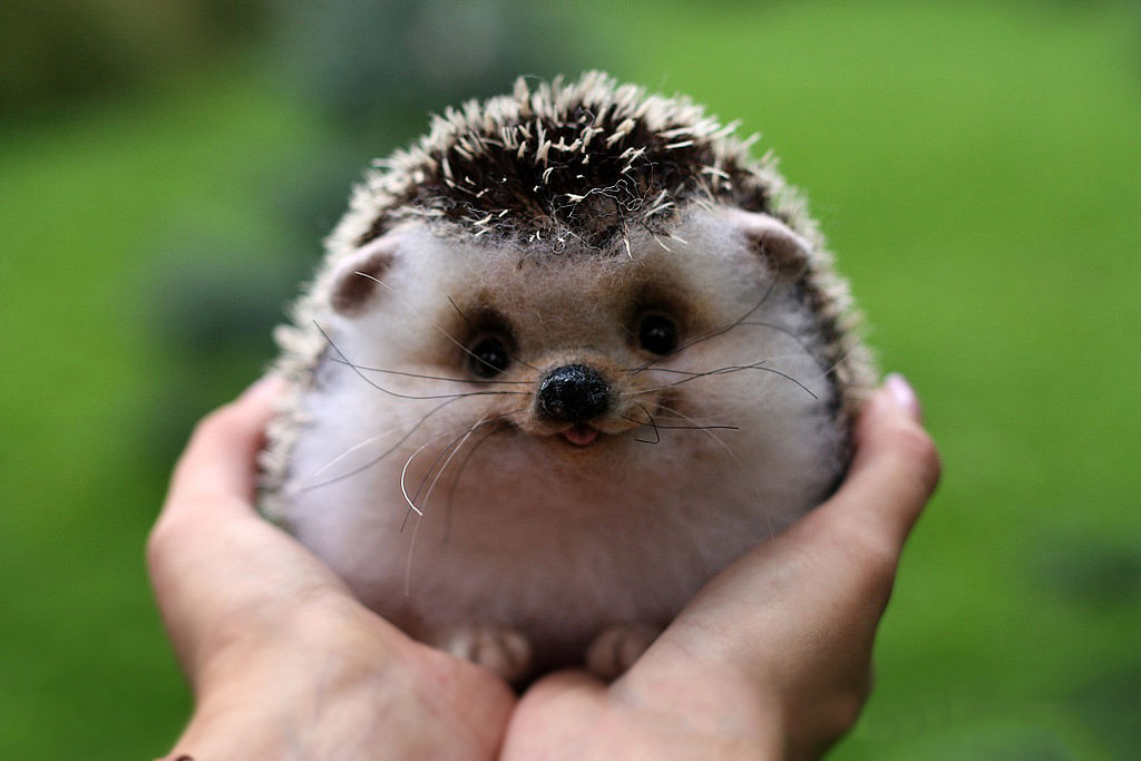 21 Fotos de animales bebes que te encantarán