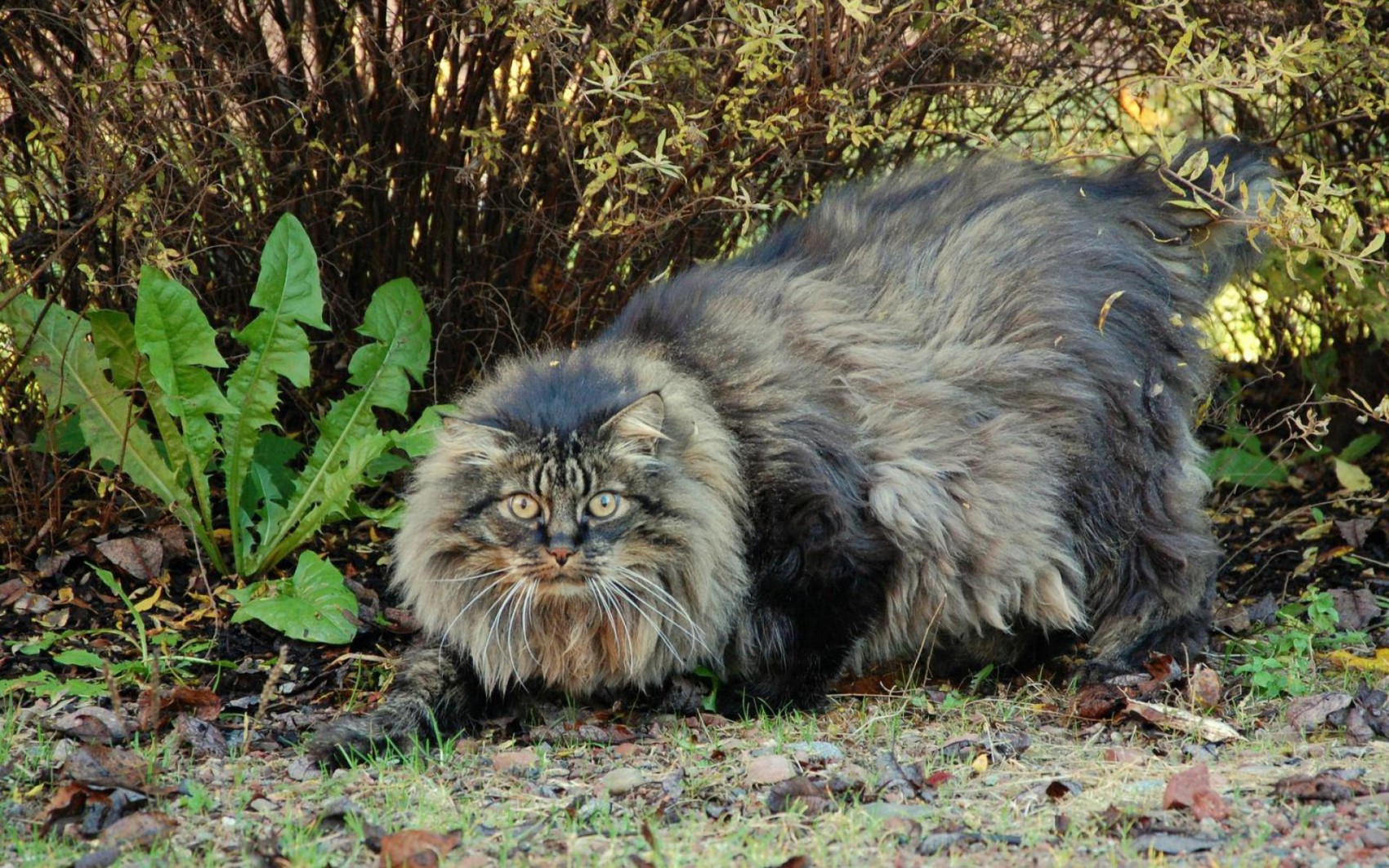 Los Gatos Más Grandes Del Mundo